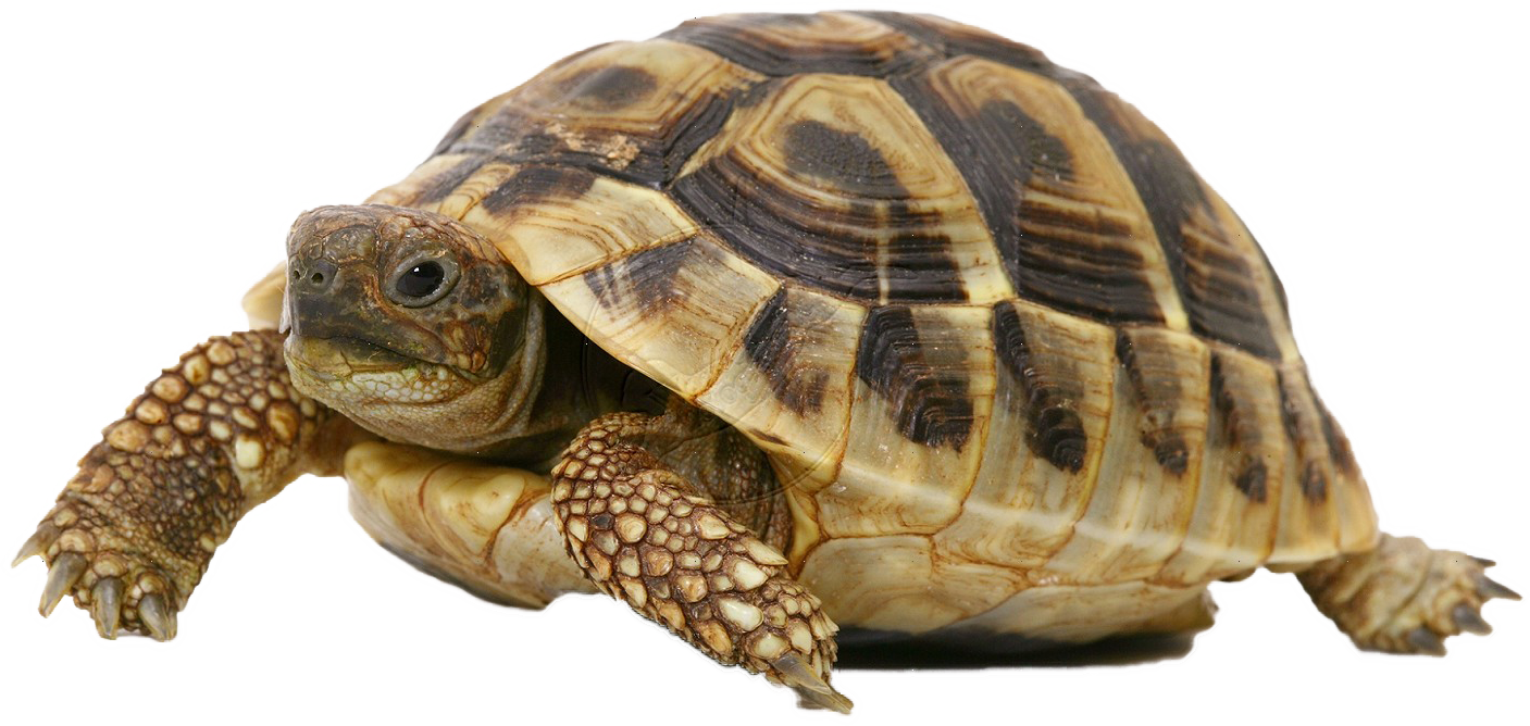 Želva zelenavá | greenpets.cz